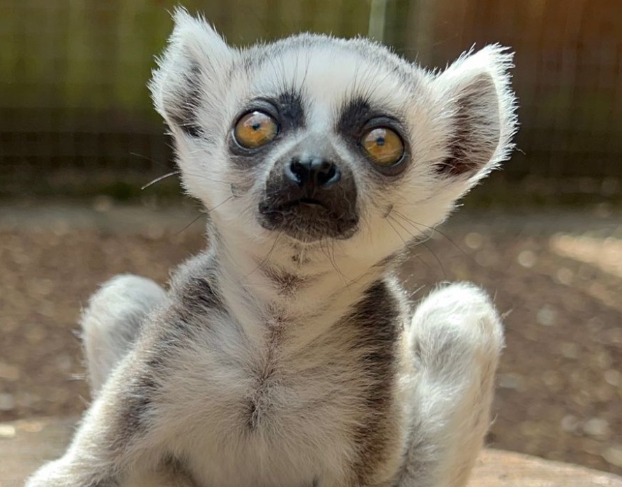 Double trouble! Ring-Tailed Lemur babies born at Shropshire Zoo - Visit ...
